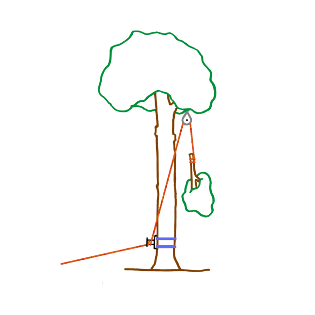 Poda en altura y talas controladas en toda España | Araloa
